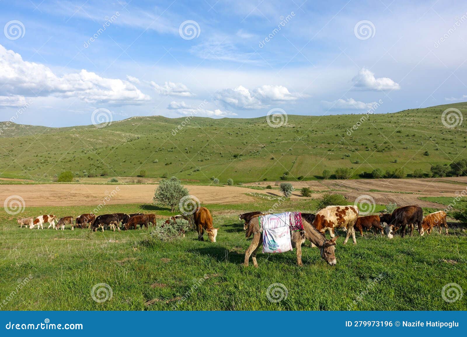 Cattle Grazing on the Green Plateau and Shepherd S Donkey Stock Photo ...