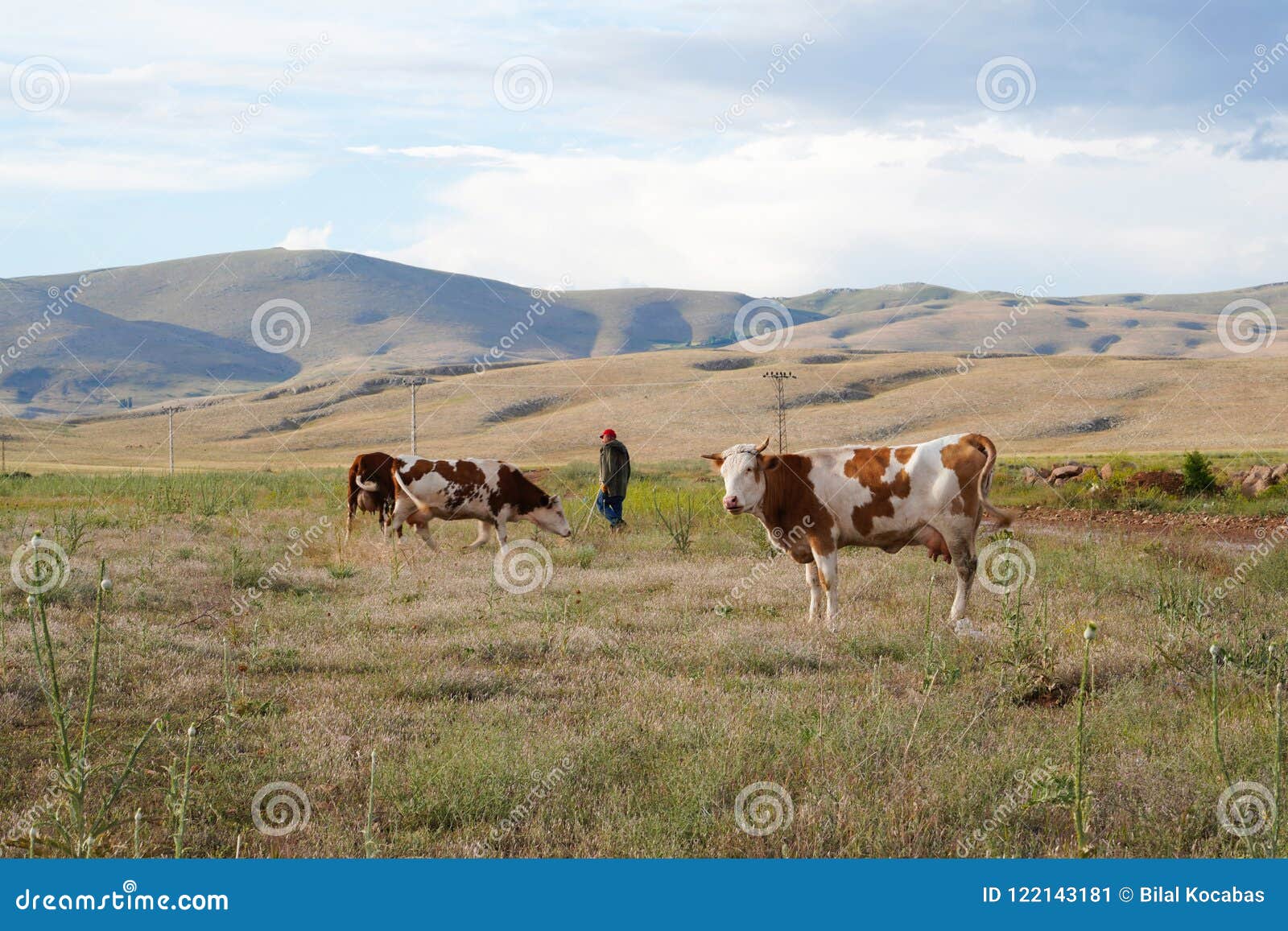 Cattle Grazing on Hills, Kahramanmaras, Turkey Stock Image - Image of ...