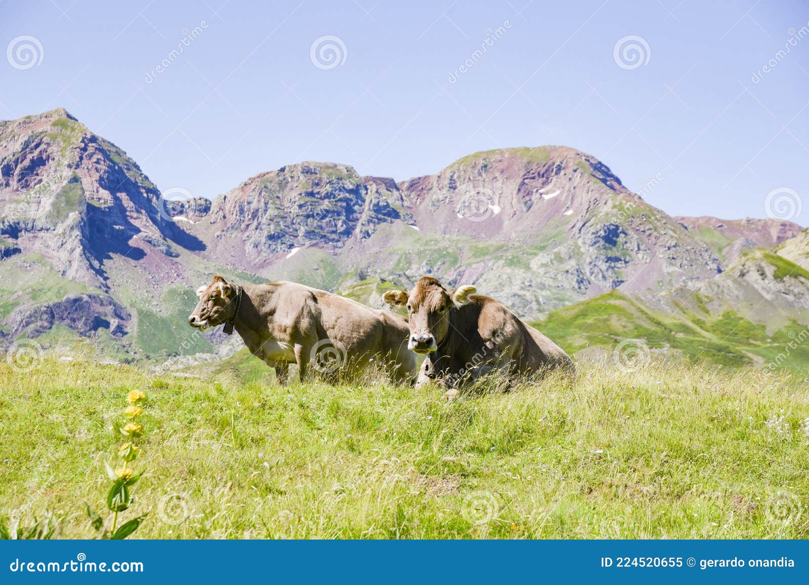 Cattle Grazing in the Meadows and Mountains of the High Aragonese ...