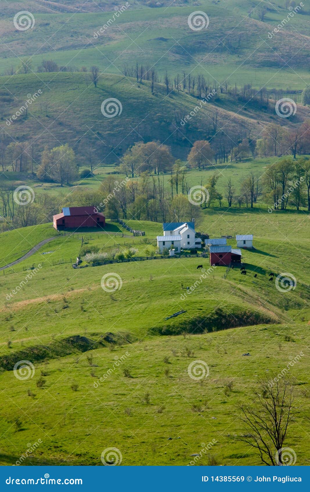 Cattle Grazing on a Mountain Farm in Virginia Stock Image - Image of ...