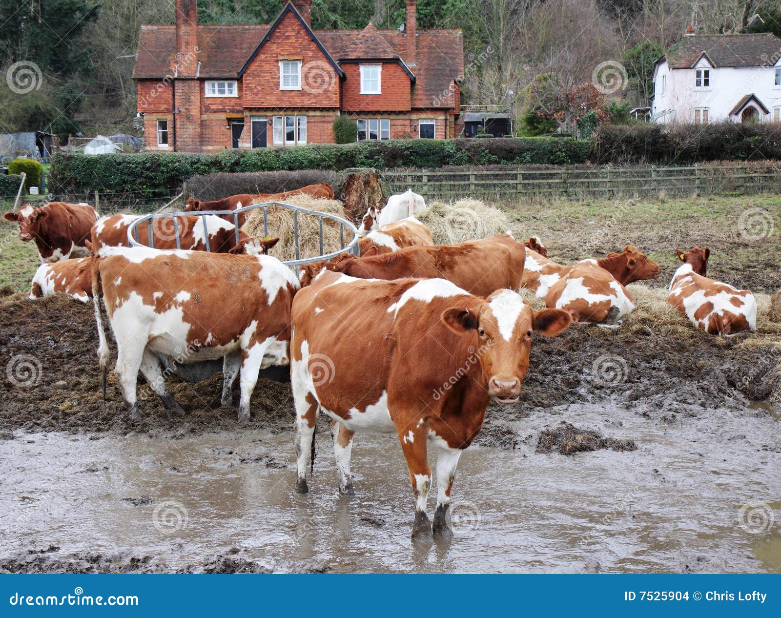 680 Cattle Muddy Field Stock Photos - Free & Royalty-Free Stock Photos ...