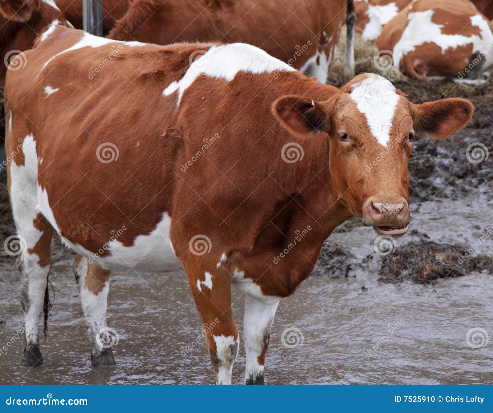 Cattle Grazing in a Muddy Field Stock Photo - Image of cows, fields ...