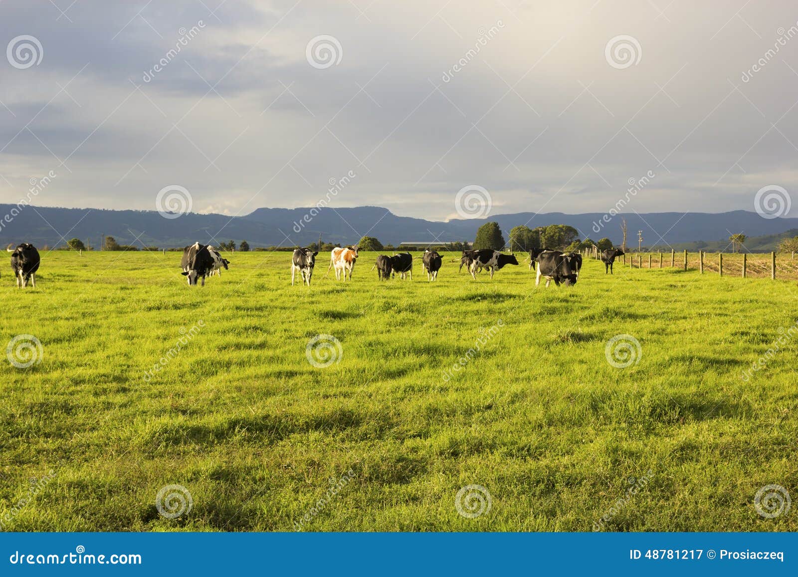 Cattle Grazing in the Open Meadows in Australia Stock Image - Image of ...