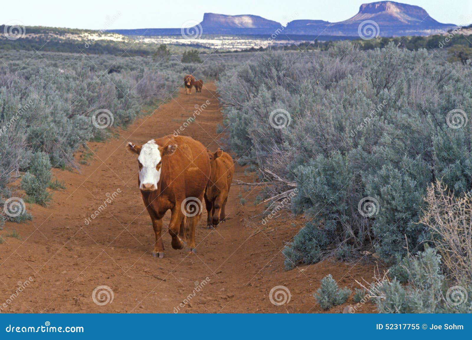 Cattle Grazing, Open Range Farming, UT Stock Image - Image of rural ...