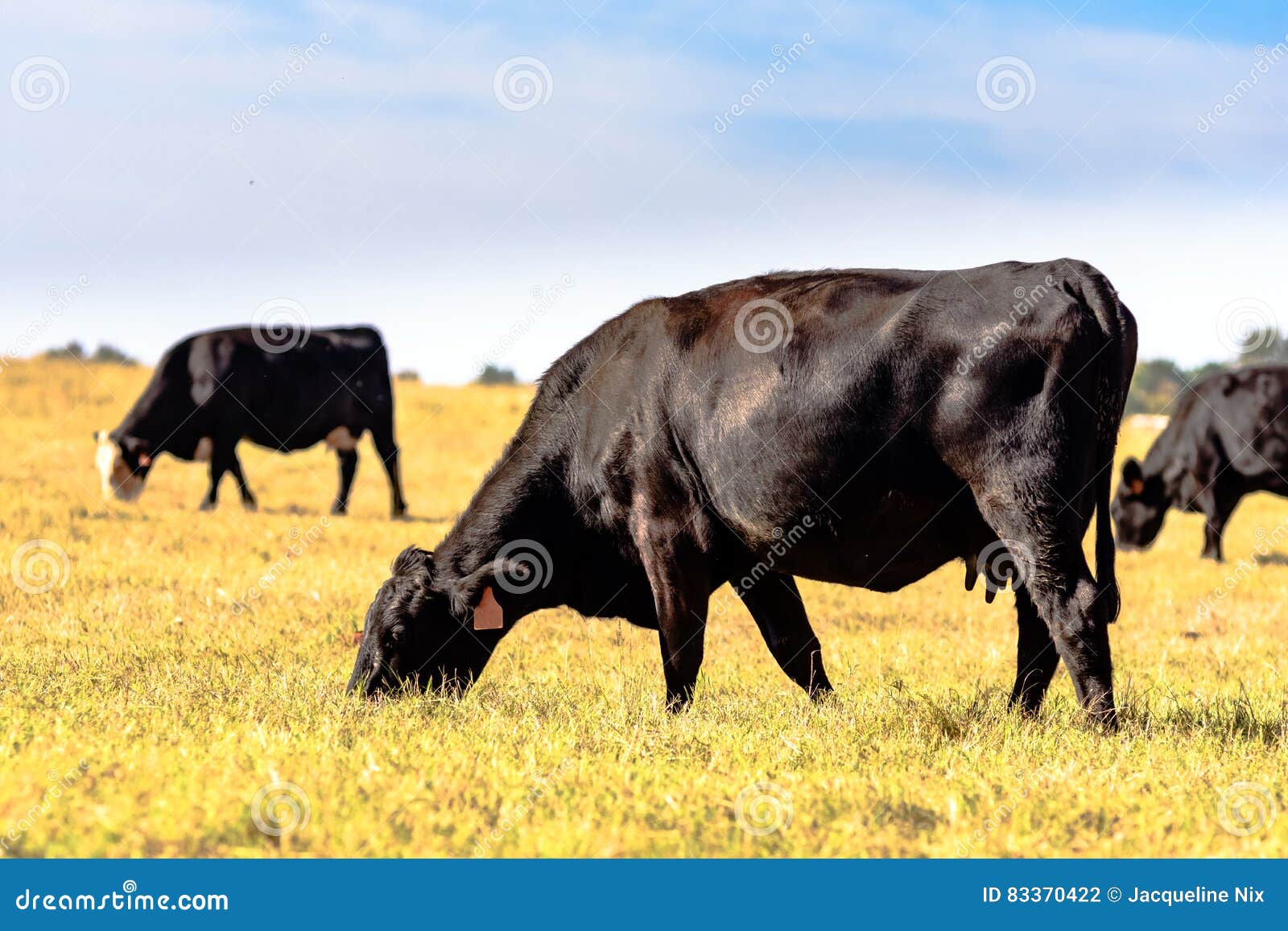 Cattle grazing on pasture stock photo. Image of beef - 83370422