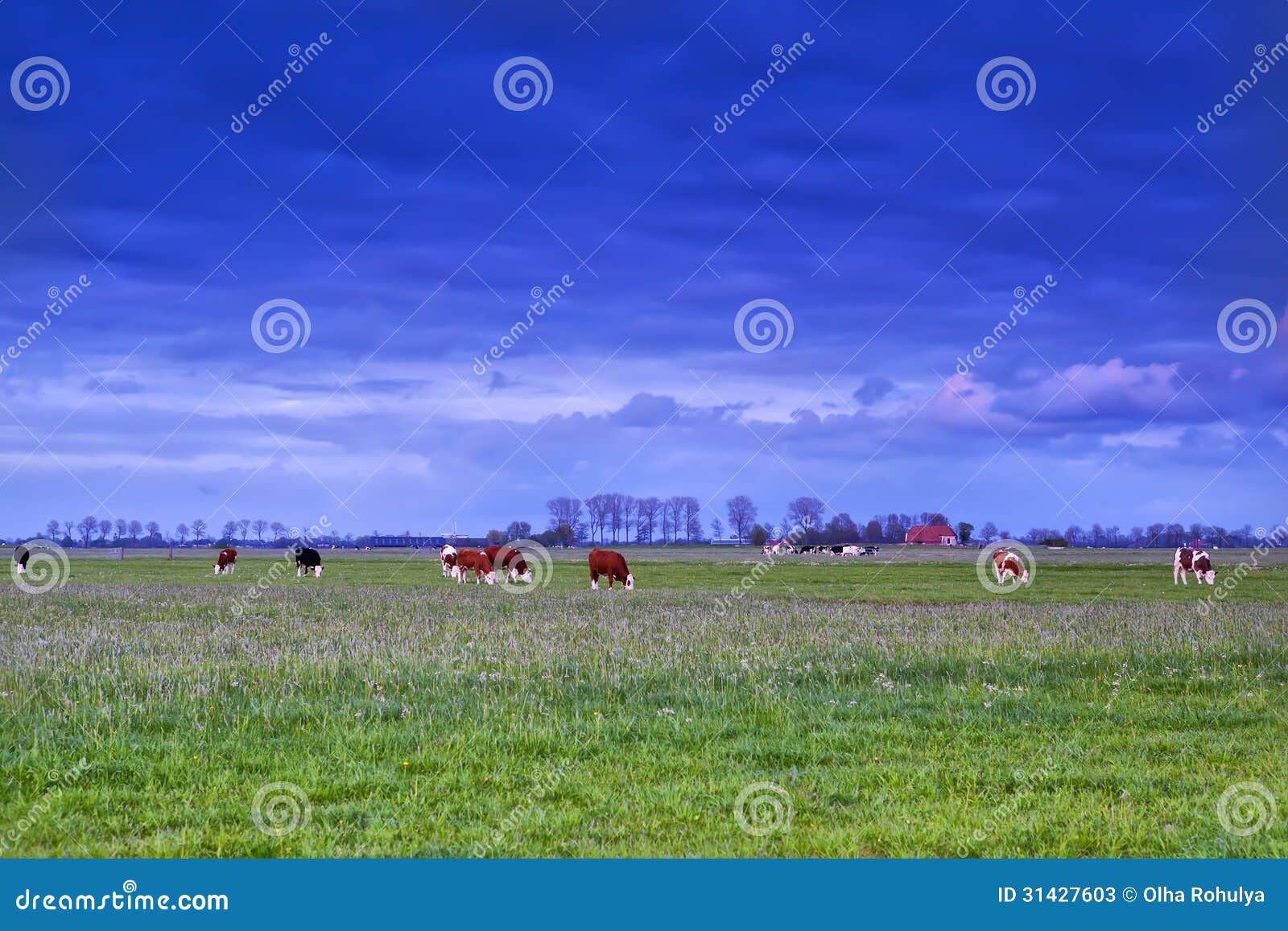 Cattle Grazing on Pasture at Sunset Stock Image - Image of grazing ...
