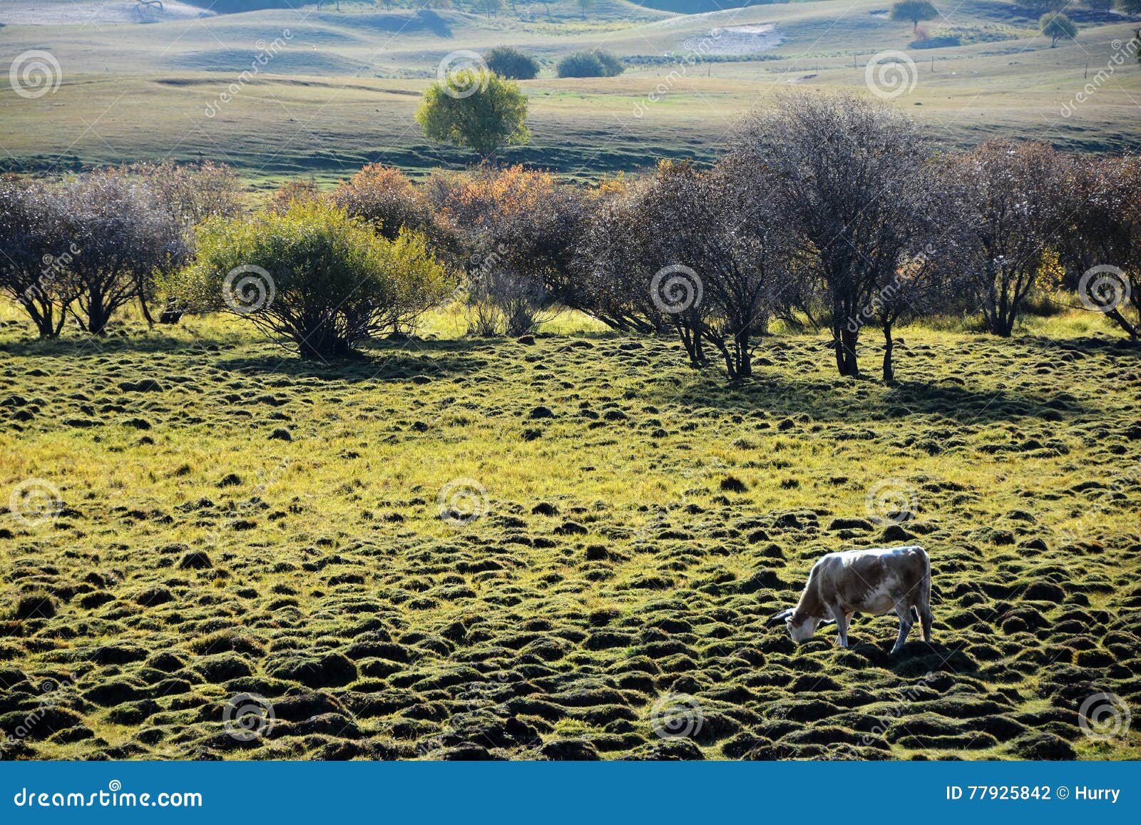 A Cattle Grazing on the Prairie in Autumn Stock Photo - Image of plant ...