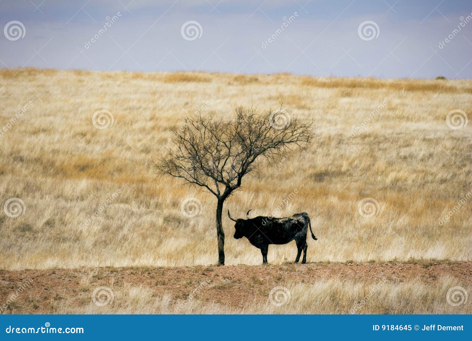 Cattle Grazing on Prairie Spring Grass Stock Image - Image of pasture ...
