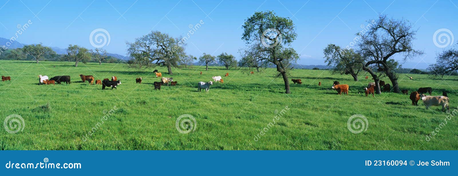 Cattle Grazing in a Spring Field Stock Photo - Image of valley, tree ...
