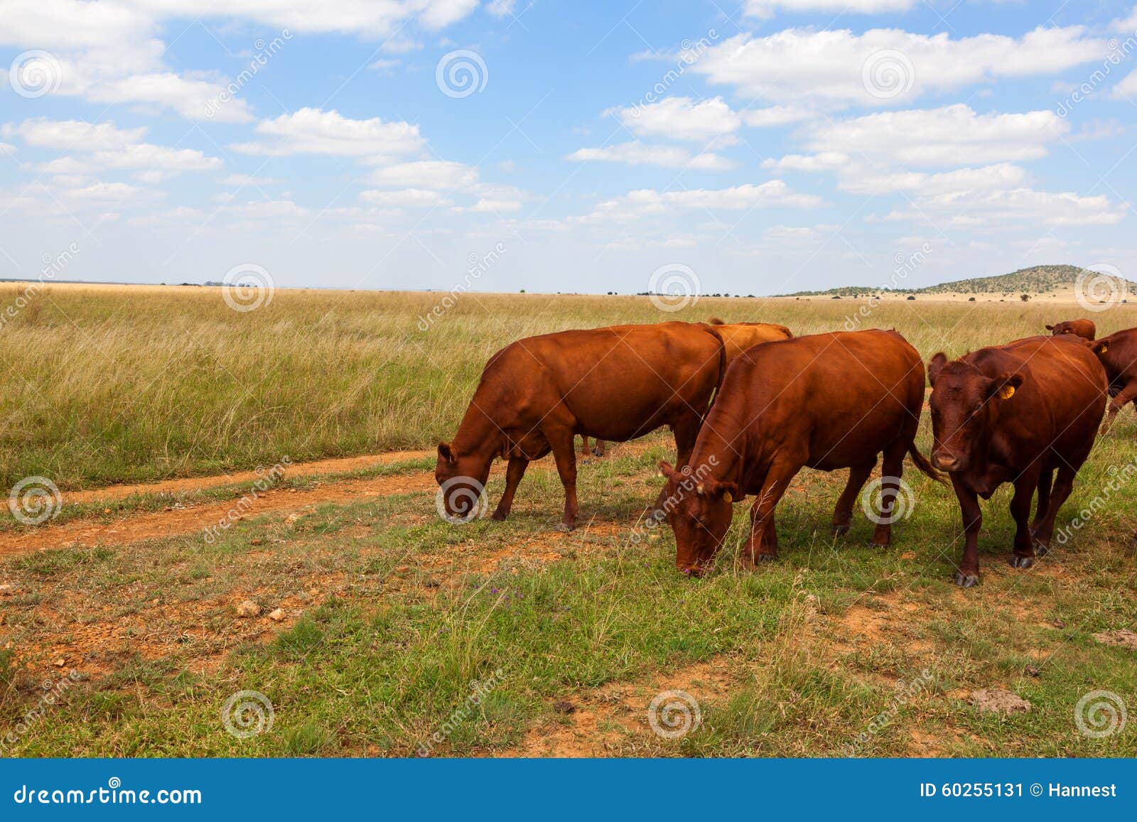 Cattle grazing in the veld stock image. Image of color - 60255131