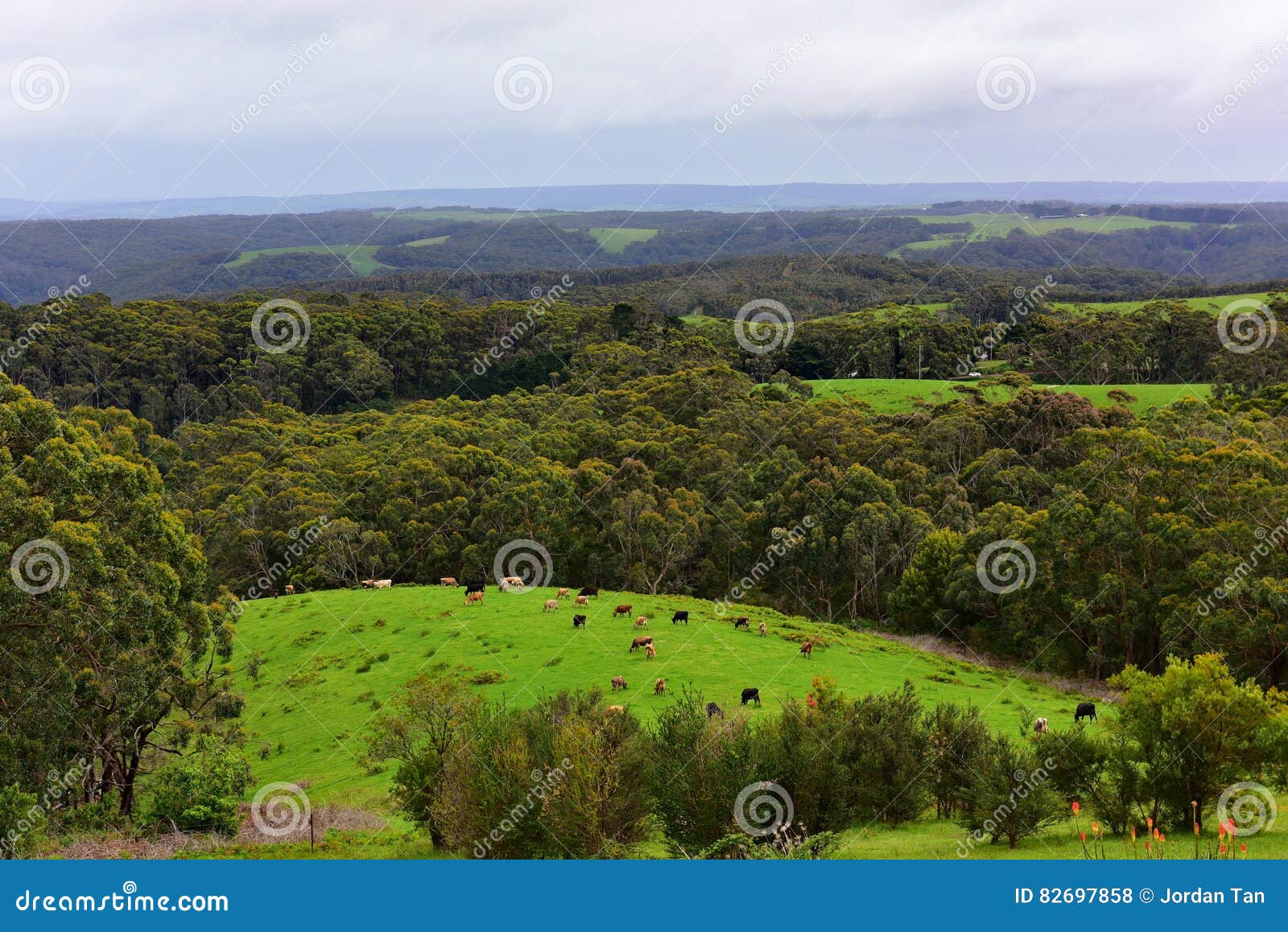 Cattle Grazing at Wattle Hill in Victoria Stock Photo - Image of forest ...