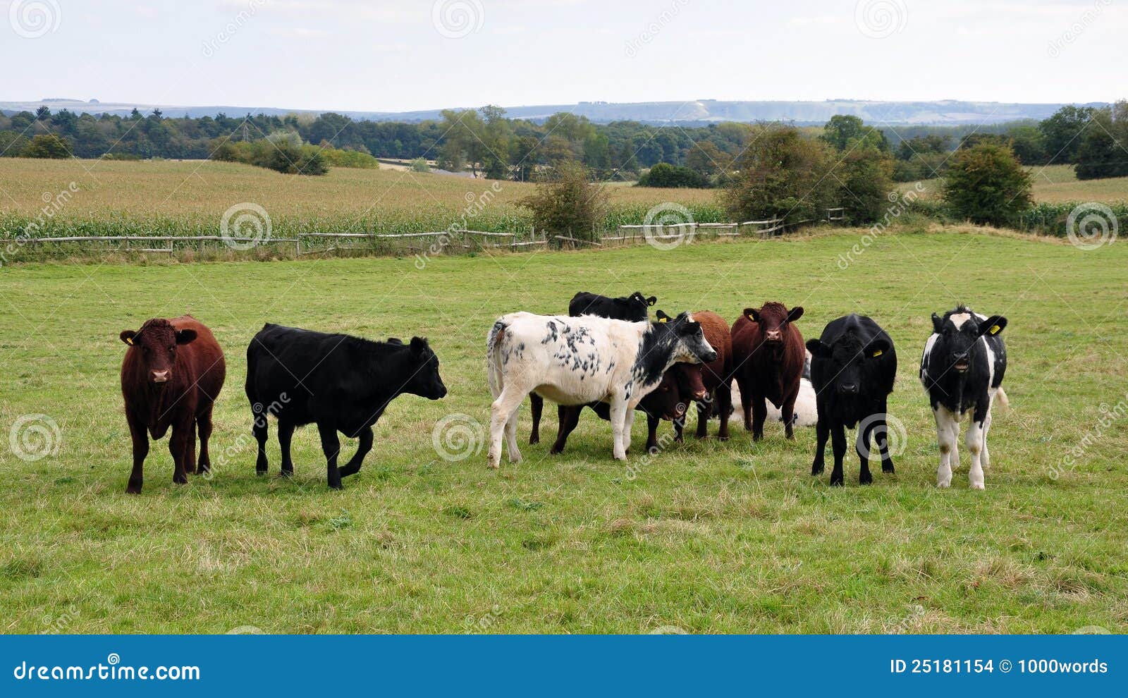 Cattle in a Green Field stock photo. Image of animals - 25181154
