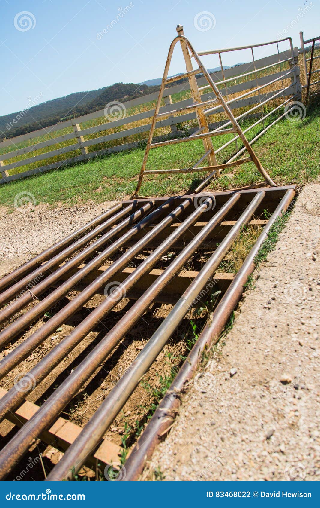 Cattle Grid stock photo. Image of grass, road, cattle - 83468022