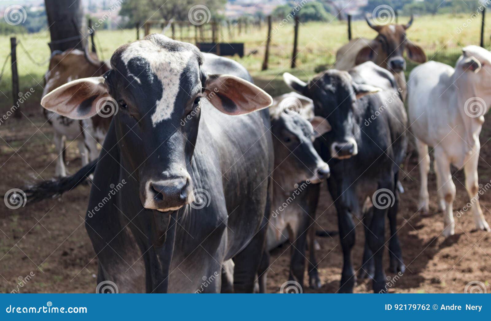 Cattle - Group of Cows on Farm Stock Photo - Image of agriculture ...