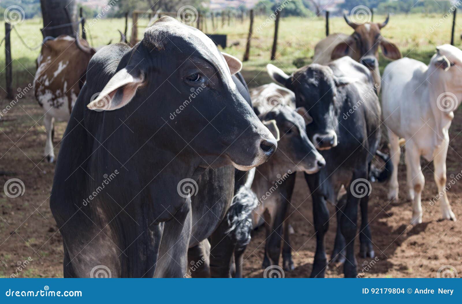 Cattle - Group of Cows on Farm Stock Photo - Image of green ...