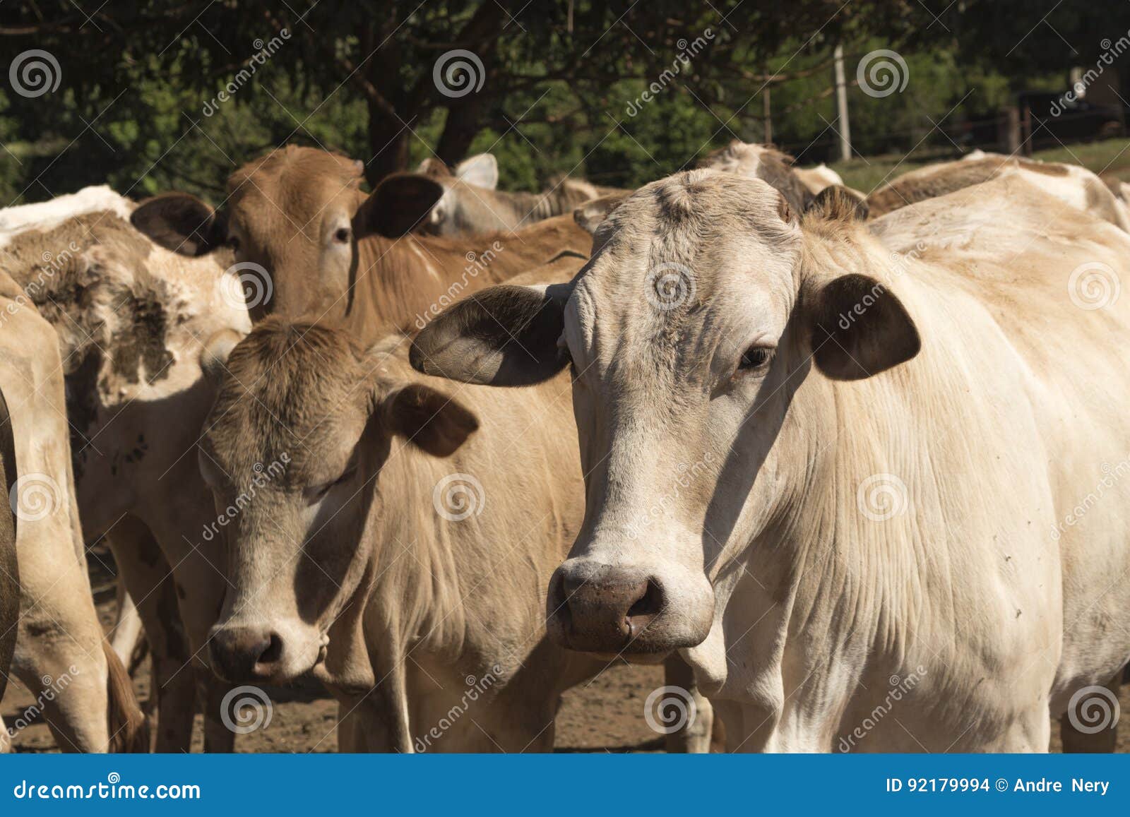 Cattle - Group of Cows on Farm Stock Photo - Image of calf, adult: 92179994