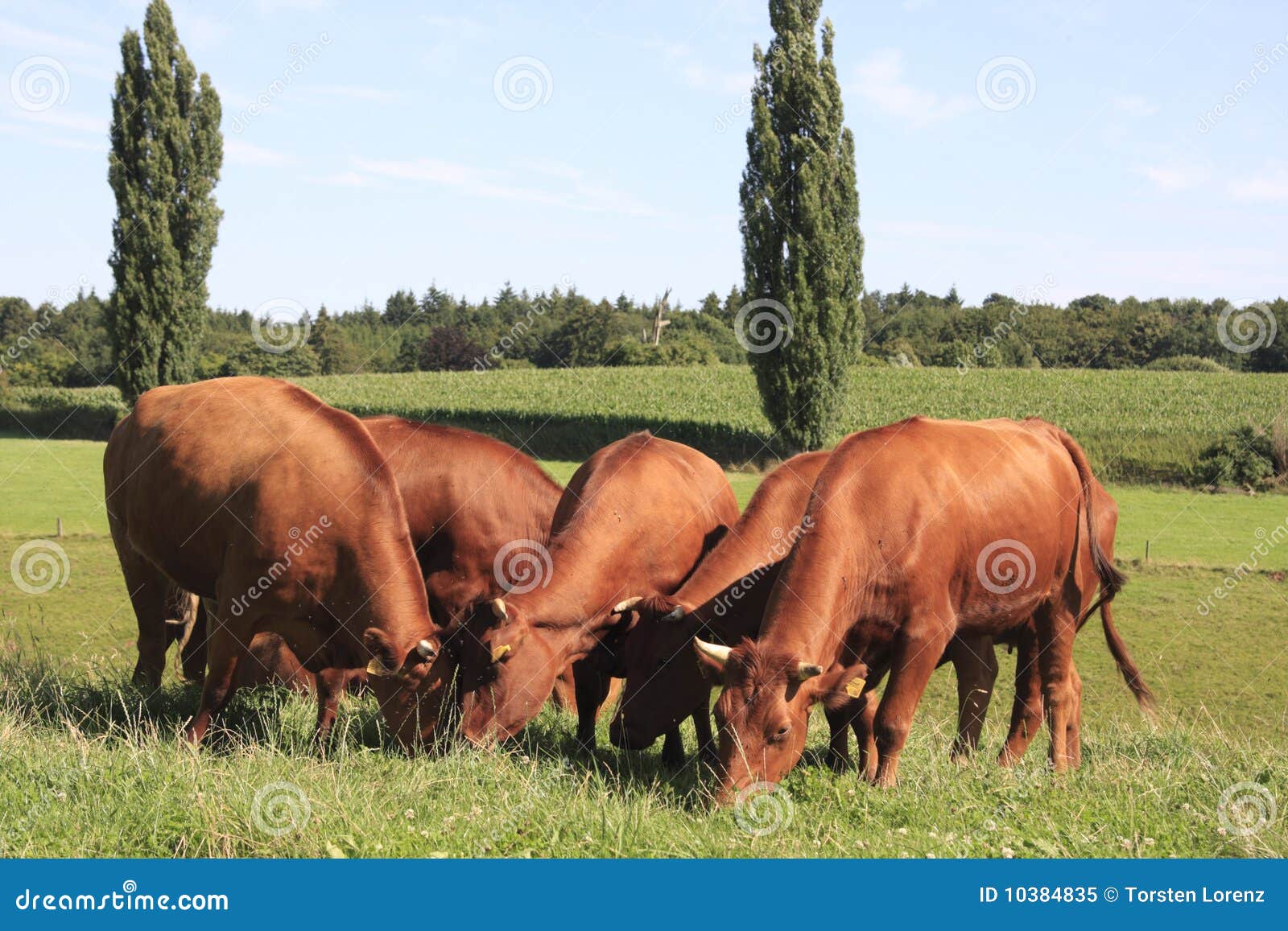 Cattle group young 库存图片. 图片 包括有 国家（地区）, 晴朗, 草甸, 哺乳动物 - 10384835
