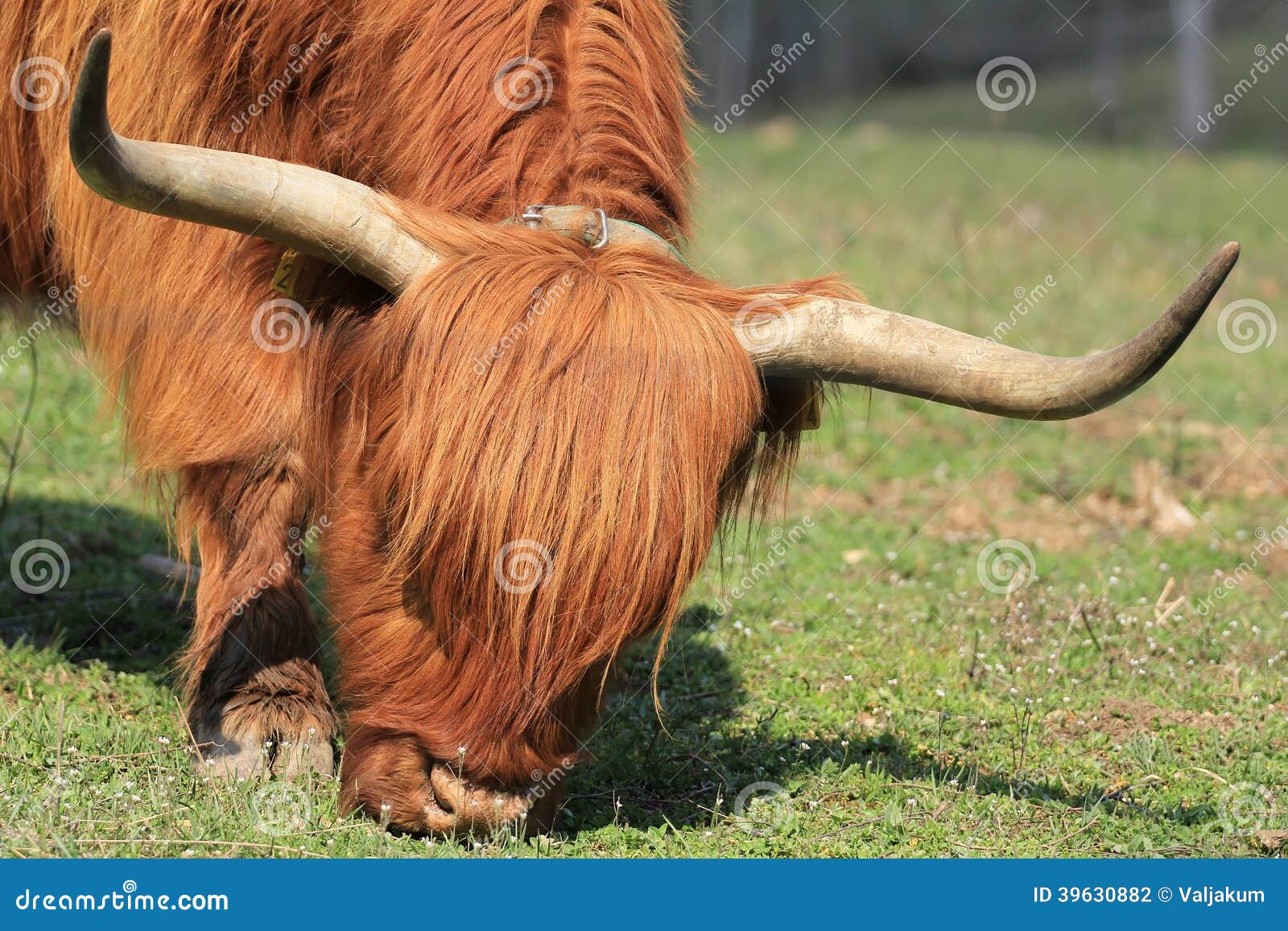 Cattle stock photo. Image of farm, animal, cattle, grass - 39630882