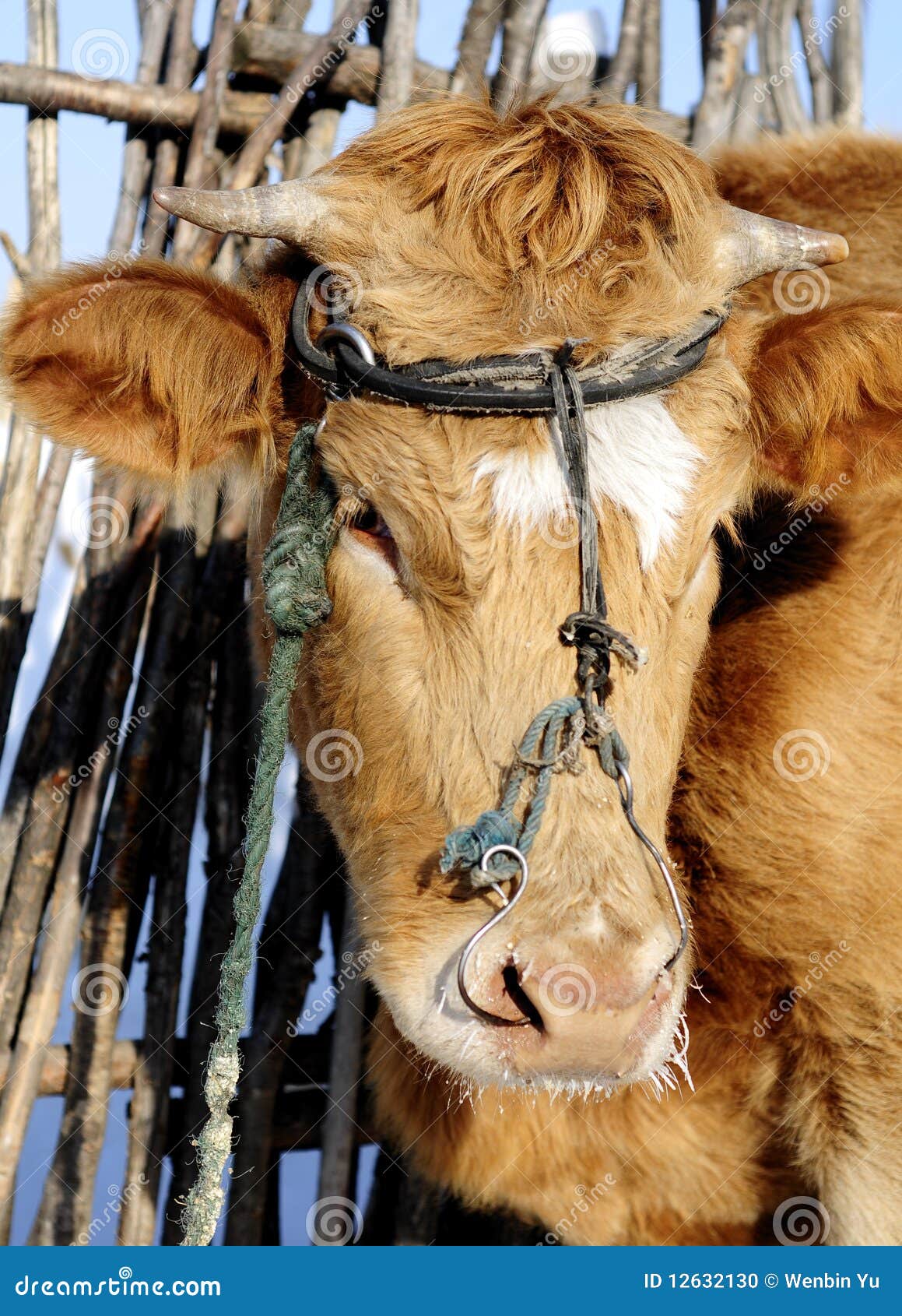 Cattle head close-up stock photo. Image of brown, eyes - 12632130