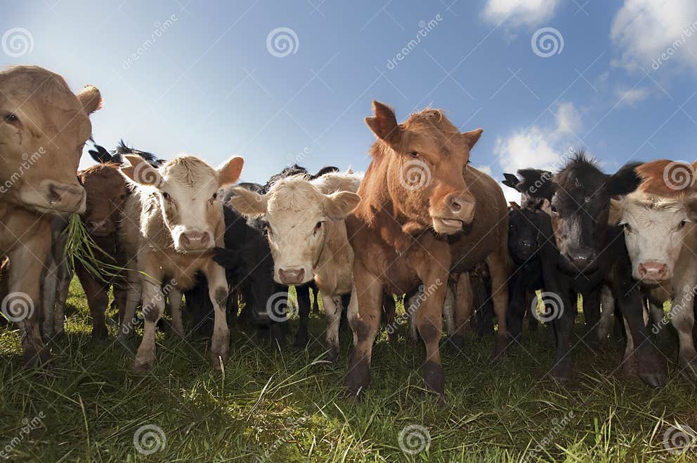 Cattle herd stock photo. Image of summery, animals, creature - 13032746