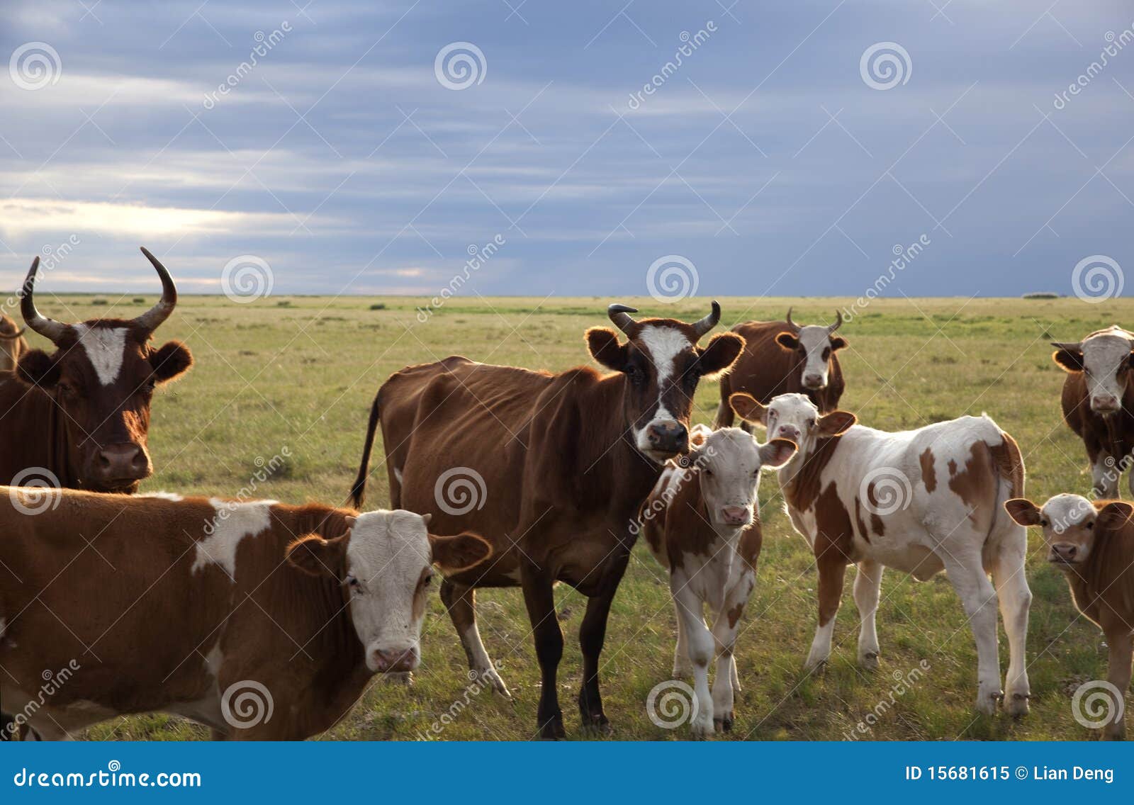 Cattle Herd In The Corral,indian Cow Group In Yard,indian Cows In Cow ...