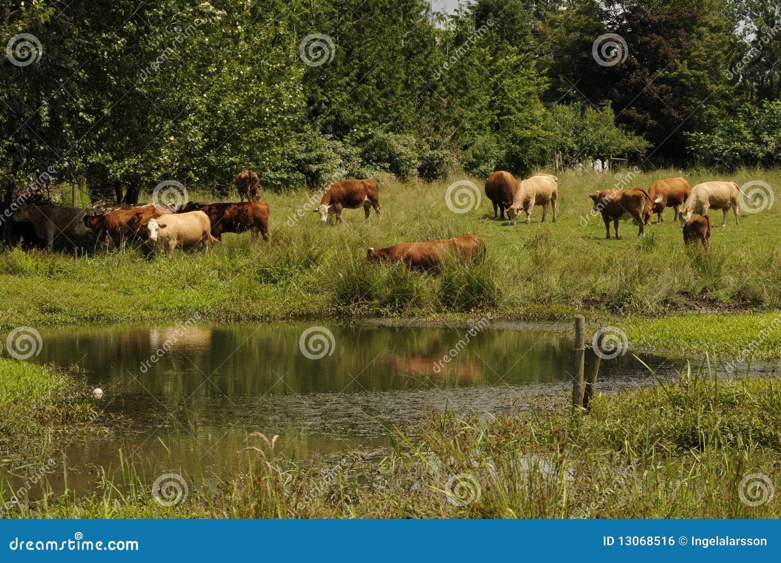 Cattle herd in BC, Canada stock photo. Image of bull - 13068516