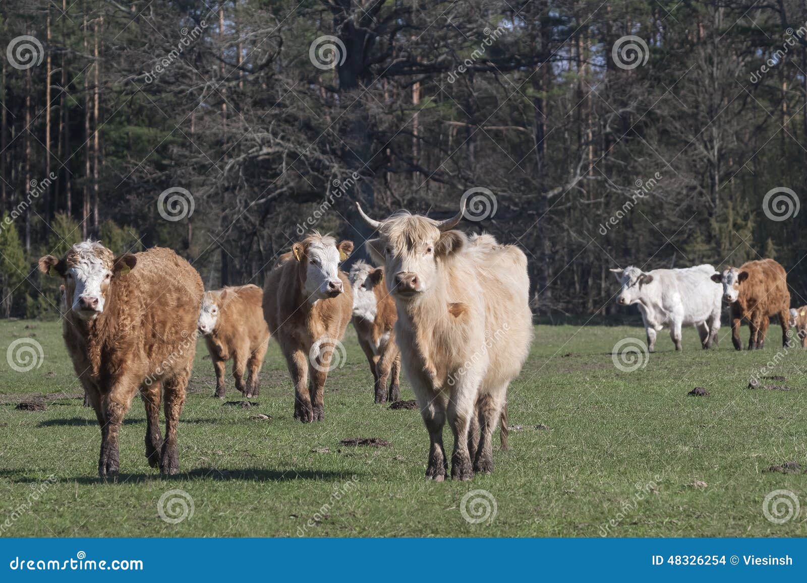Cattle herd stock photo. Image of beef, organic, farm - 48326254