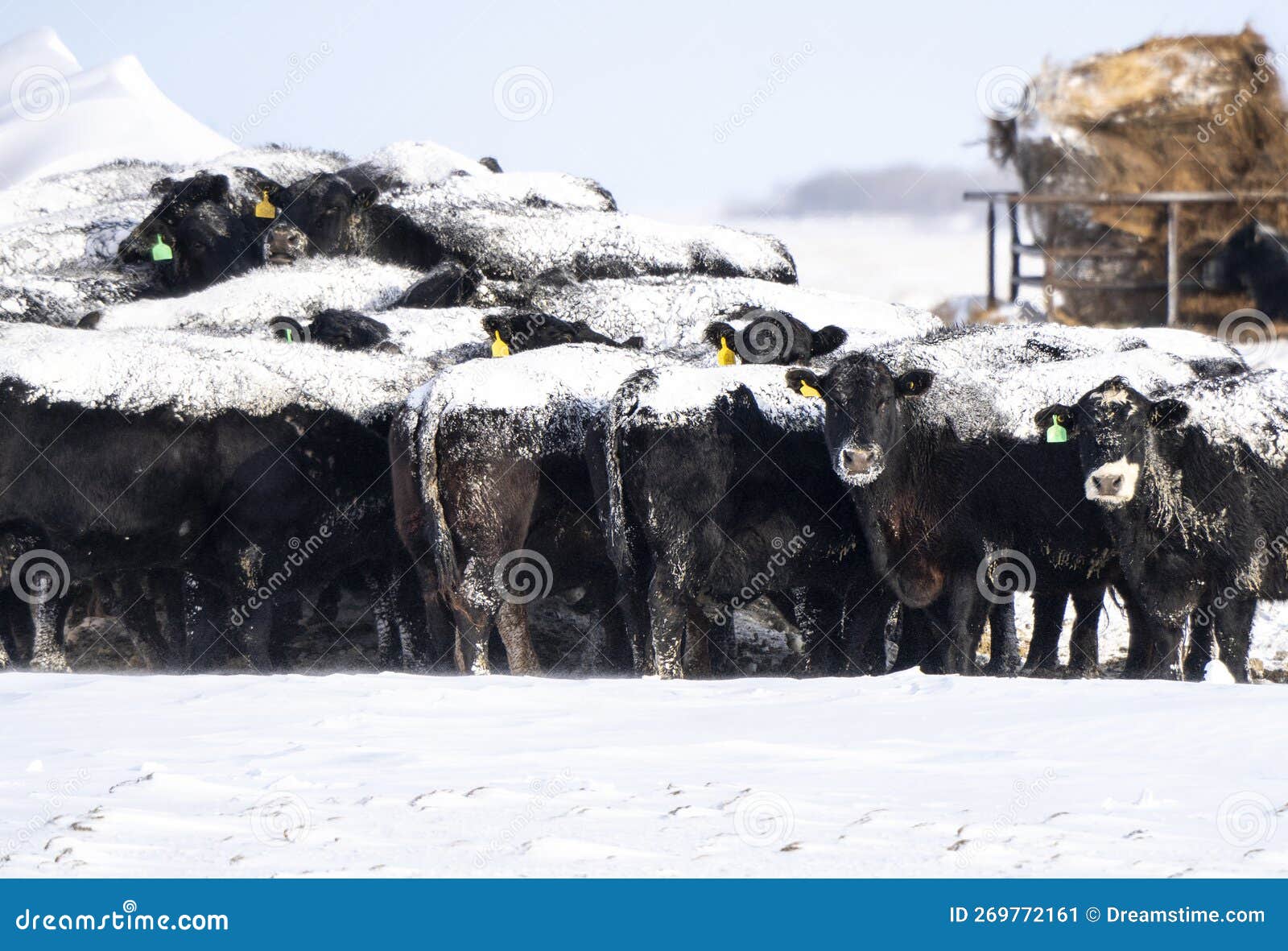 Cattle Herd Winter stock image. Image of outdoor, landscape - 269772161