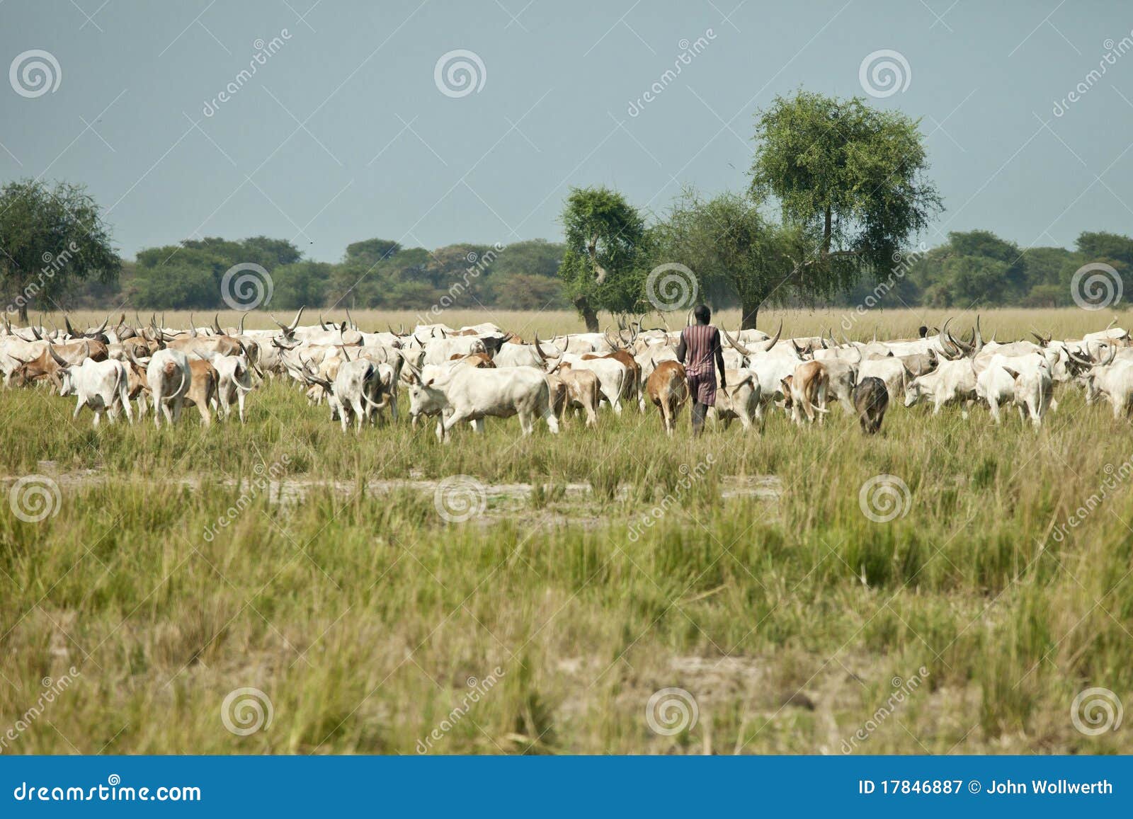 Cattle herder, Lilir Sudan editorial photography. Image of livestock ...