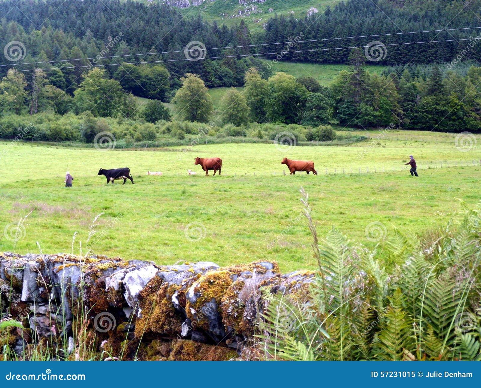 Cattle Herding stock image. Image of cattle, cows, herding - 57231015