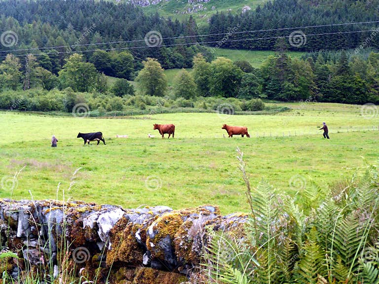 Cattle Herding stock image. Image of cattle, cows, herding - 57231015