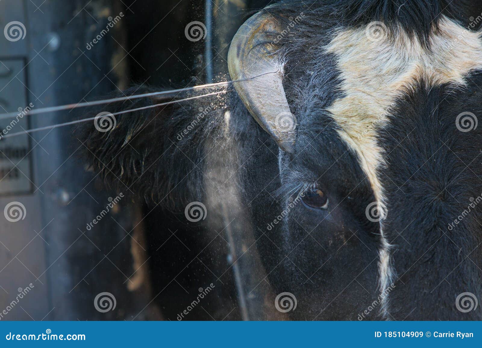 Cattle horn being removed stock image. Image of bovine - 185104909