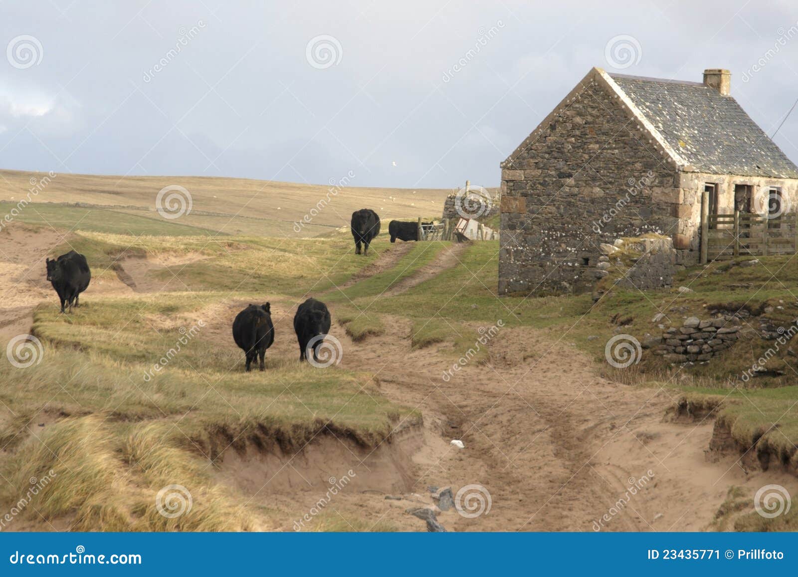 Cattle and House in Scotland Stock Image - Image of built, nature: 23435771