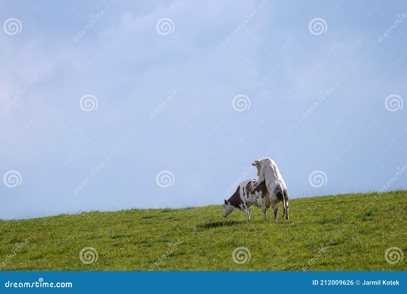 Cattle intercourse stock photo. Image of love, cattle - 212009626 Cattle intercourse stock photo. Image of love, cattle - 212009626