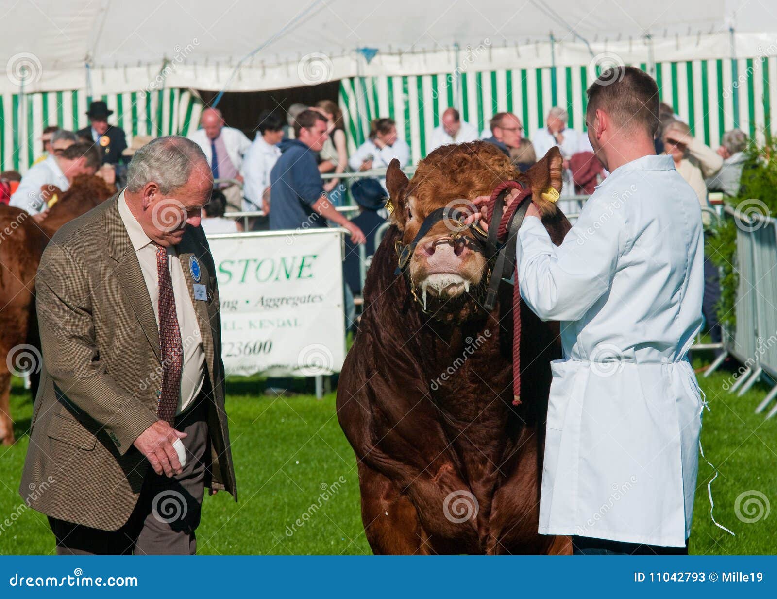 Cattle judging editorial stock photo. Image of agricultural - 11042793