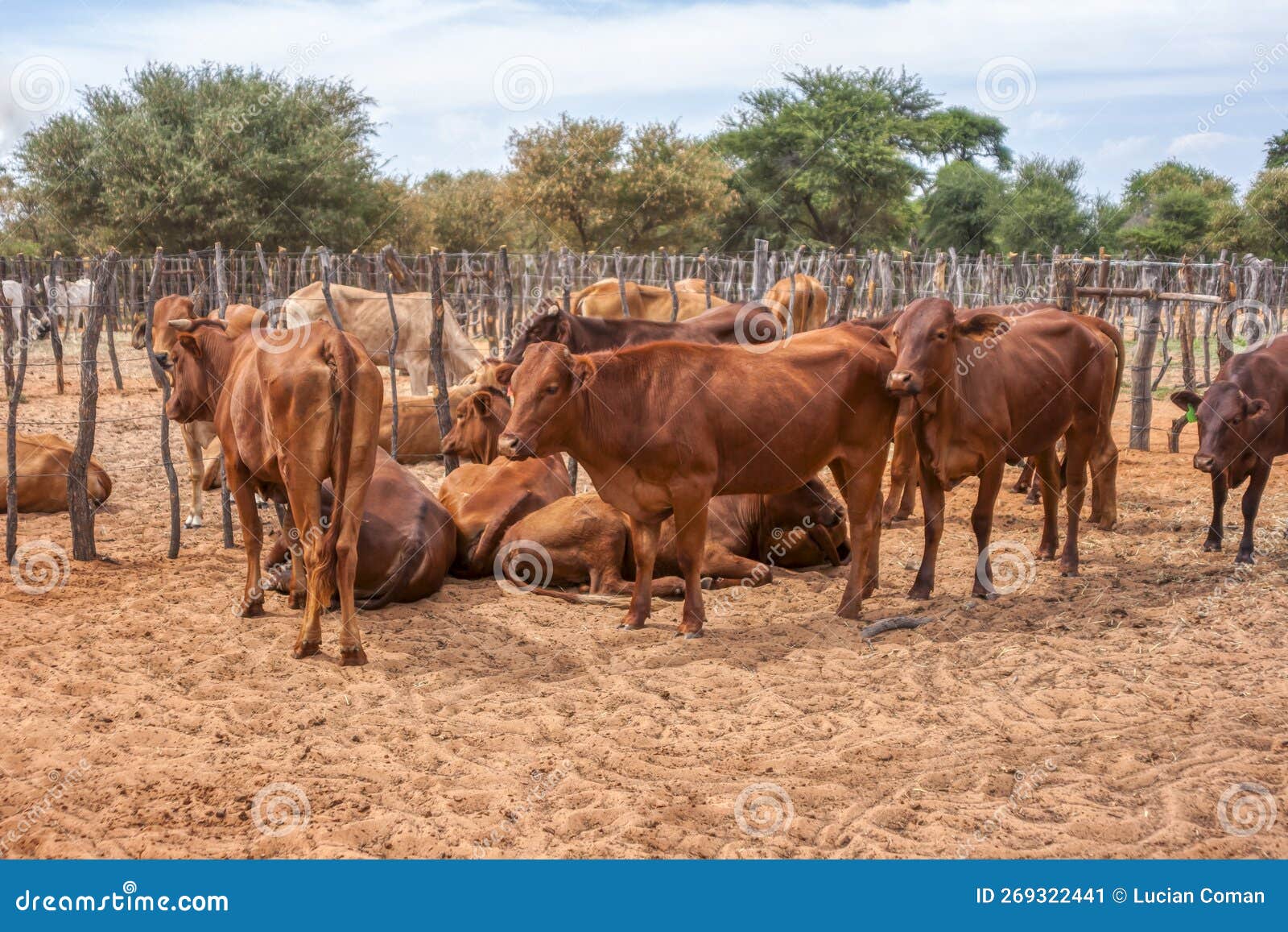 Cattle in the kraal stock image. Image of palisade, domestic - 269322441