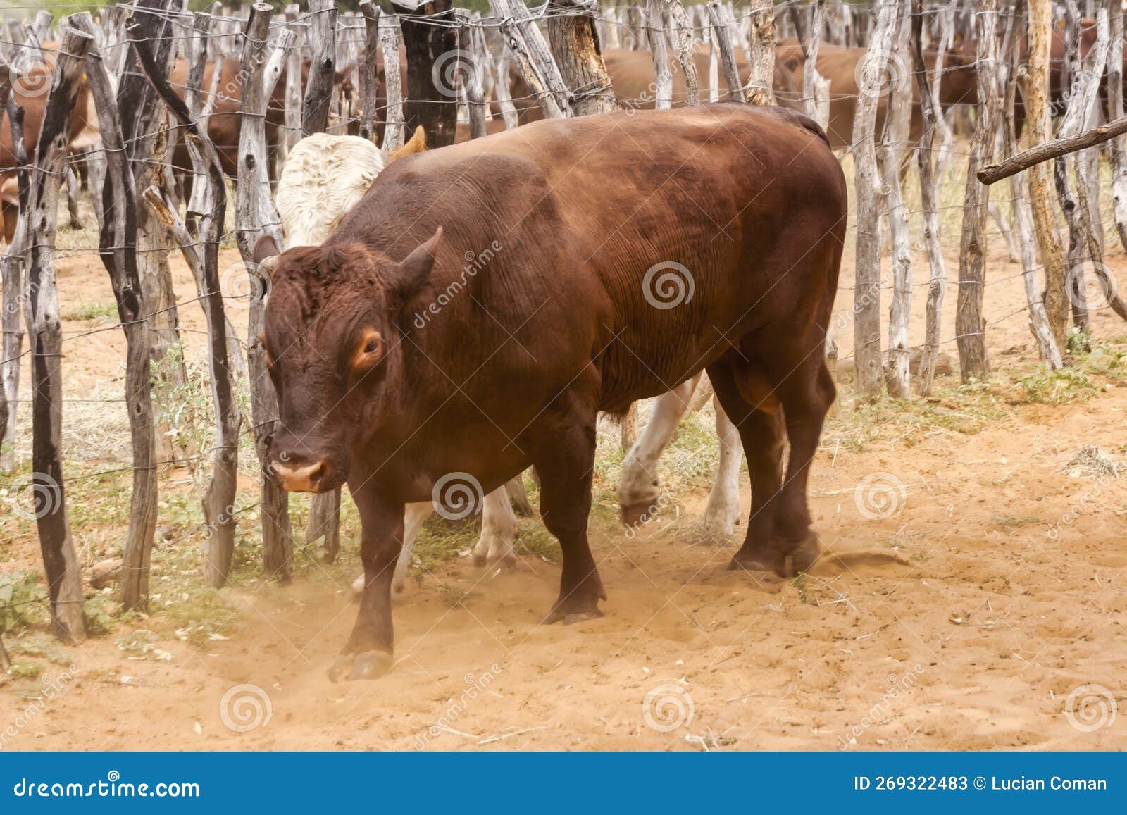 Cattle in the kraal stock image. Image of livestock - 269322483