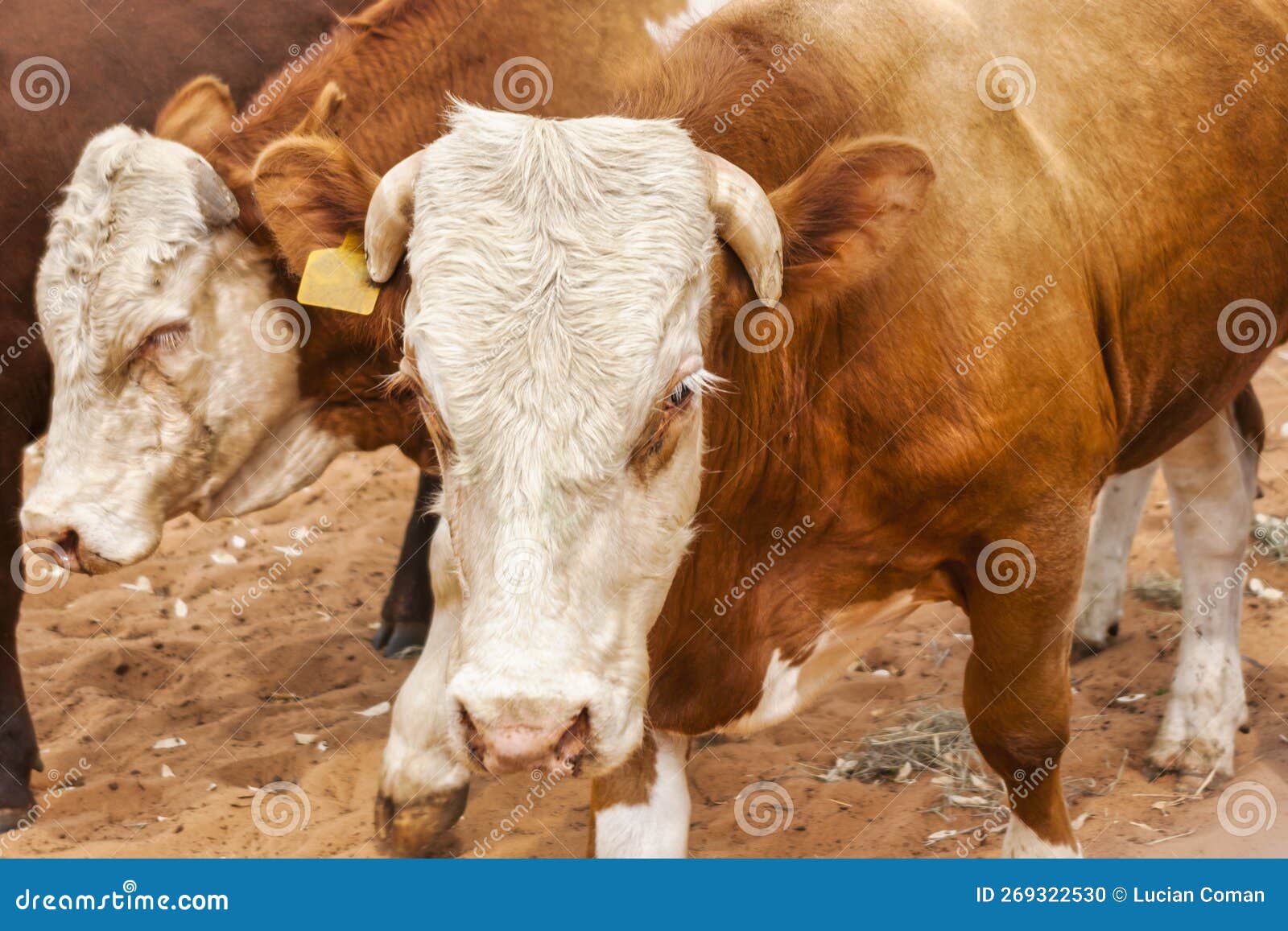 Cattle in the kraal stock photo. Image of palisade, arid - 269322530