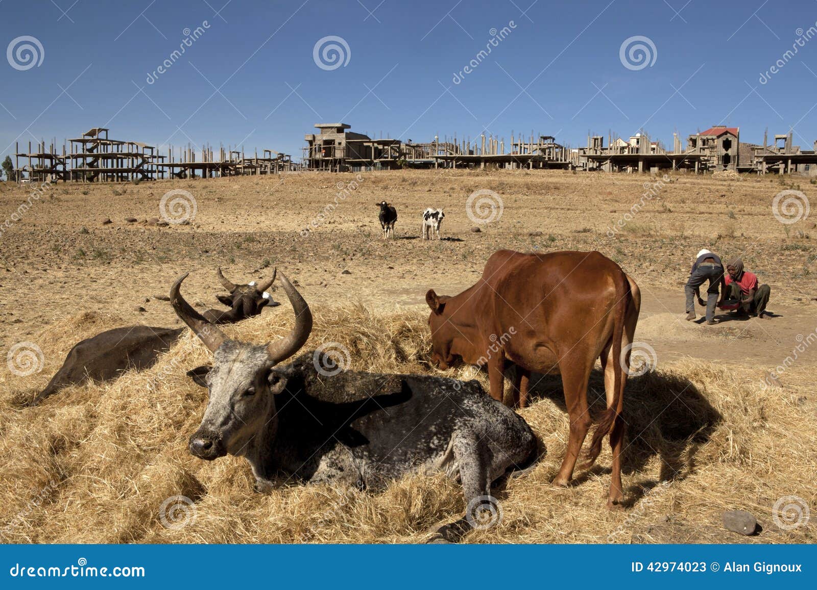 Cattle Laying on Hay, Ethiopia Editorial Stock Photo - Image of ...