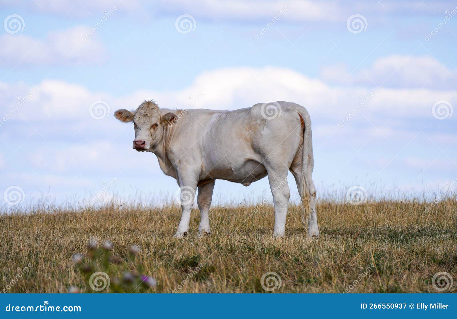 Cattle with Light-colored Fur Stock Image - Image of farming, field ...
