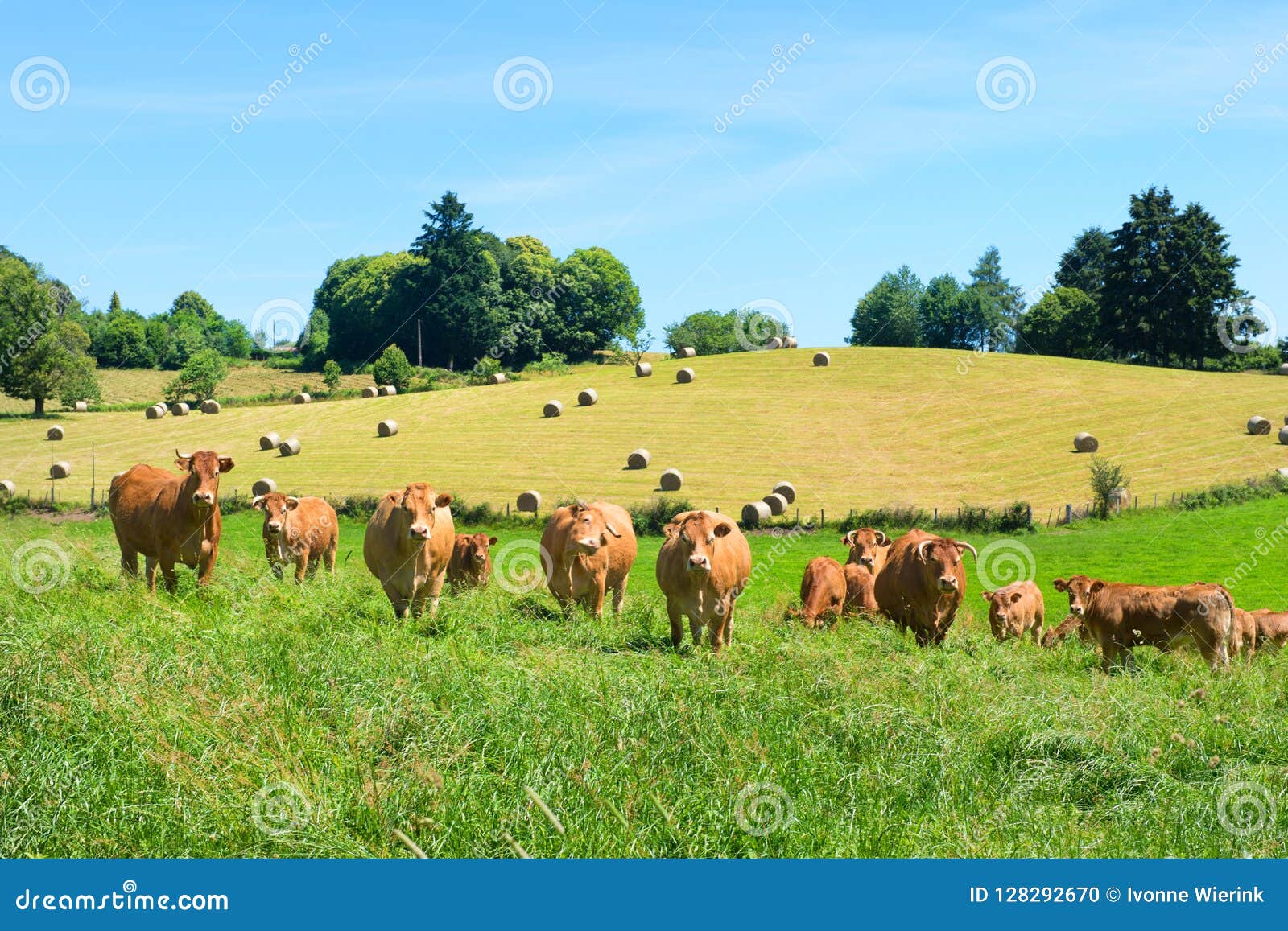 Cattle Limousin Cows in the Fields Stock Photo - Image of agriculture ...