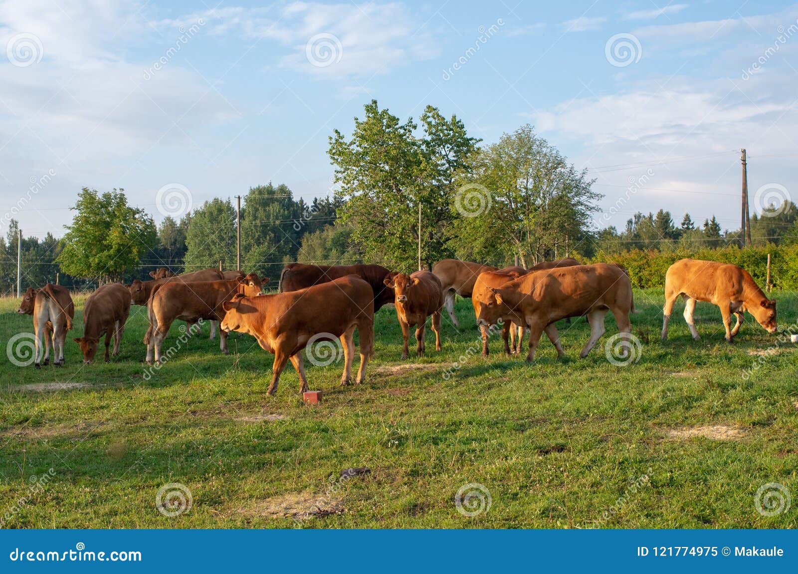 Cattle Limousin cows stock image. Image of limousin - 121774975
