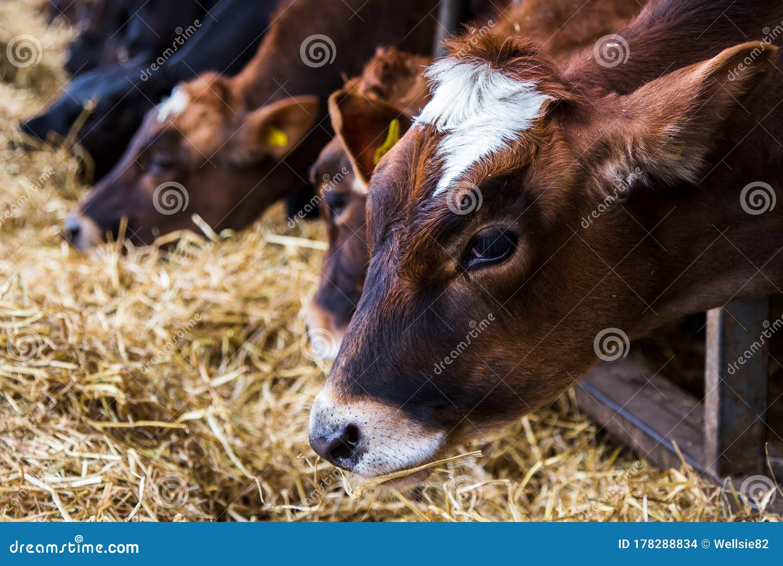 Cattle lined up stock photo. Image of outdoors, animal - 178288834