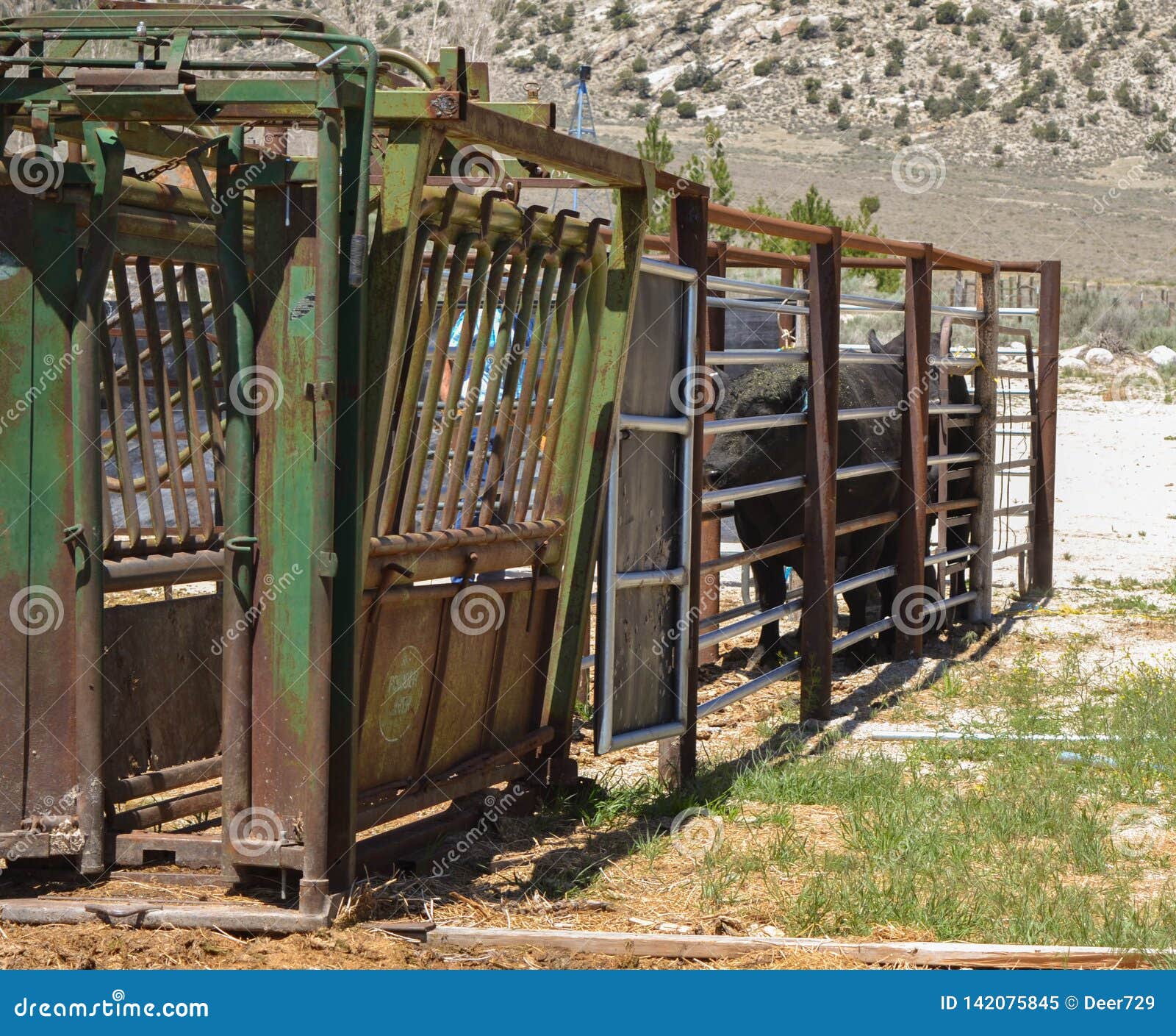Cattle in working chute stock image. Image of mountains - 142075845