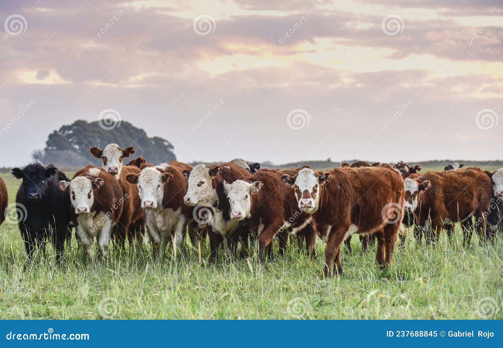 Cattle Looking To the Camera, Stock Image - Image of beef, labor: 237688845