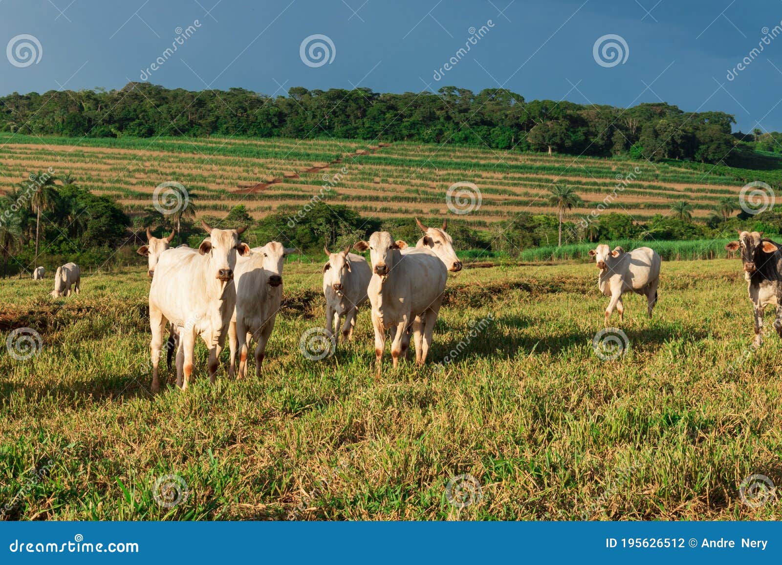 Cattle Loose in the Pasture Stock Photo - Image of bovine, agriculture ...
