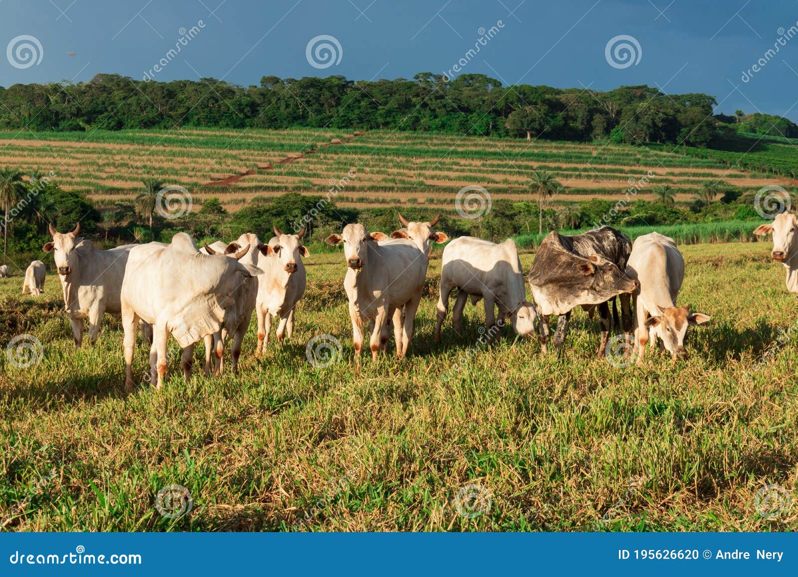 Cattle Loose in the Pasture Stock Photo - Image of grass, pasture ...