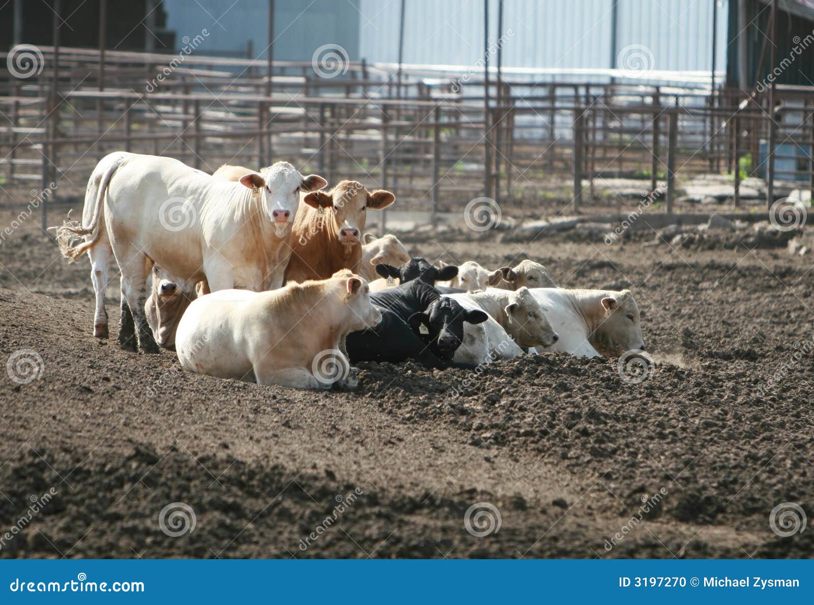 Cattle Lot stock photo. Image of cows, ranch, dirt, livestock - 3197270
