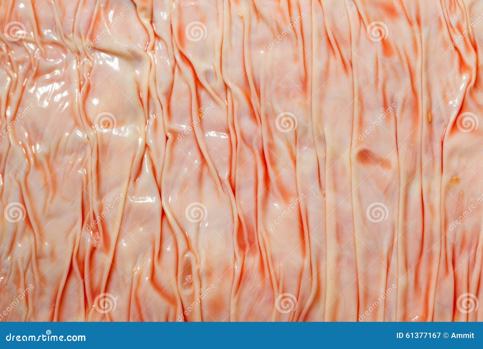 Cattle Lungs Close Up stock image. Image of intricate - 61377167