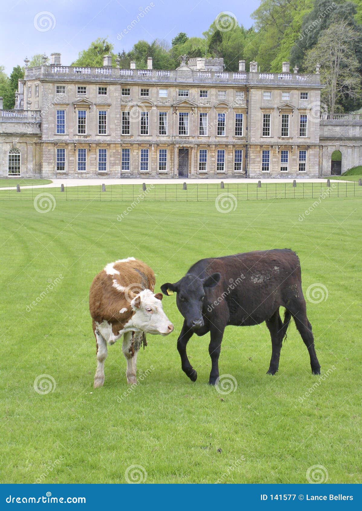 Cattle and manor house (1) stock image. Image of land, cattle - 141577